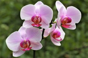 Indonesia National Flower | Why Indonesia Has 3 National Flowers and ...