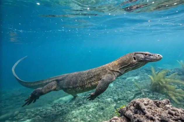 Komodo Dragon | National Animal Of Indonesia - Indonesia Tours